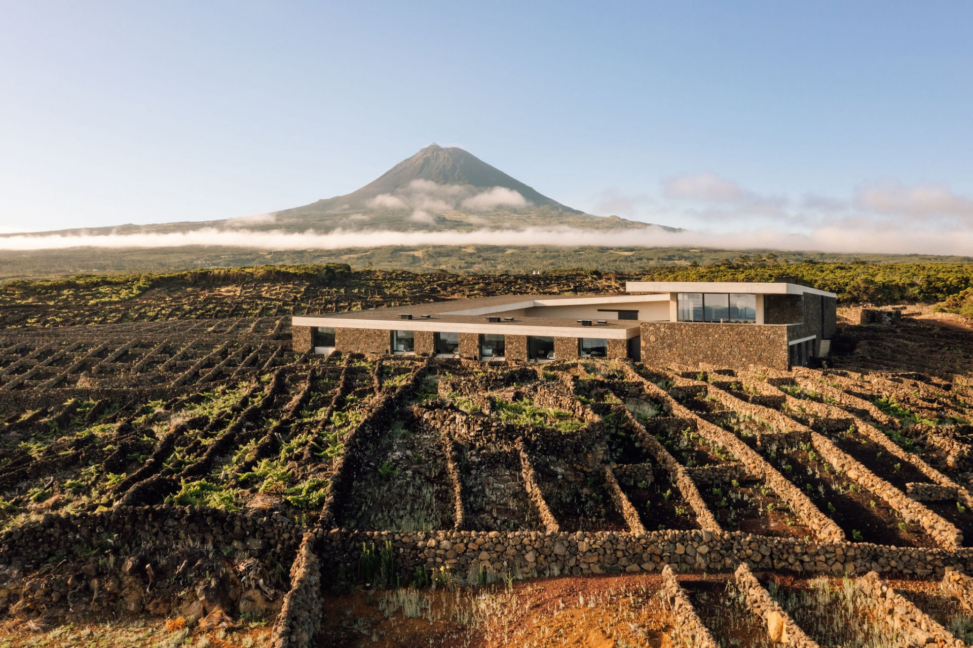 Azores Wine Company - FRANCISCO NOGUEIRA